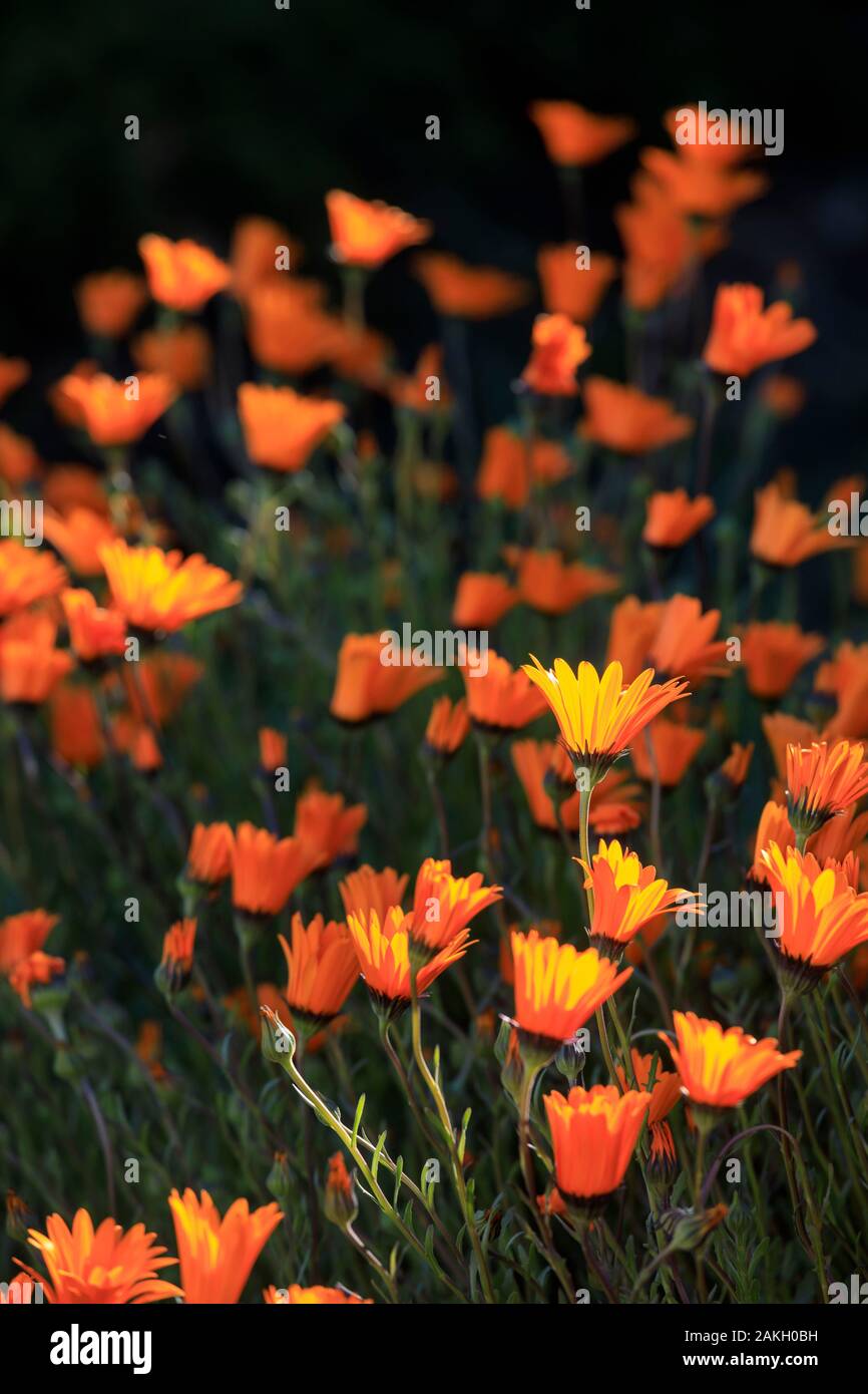 South Africa, Western Cape, Orange spring flowers in the Cederberg ...