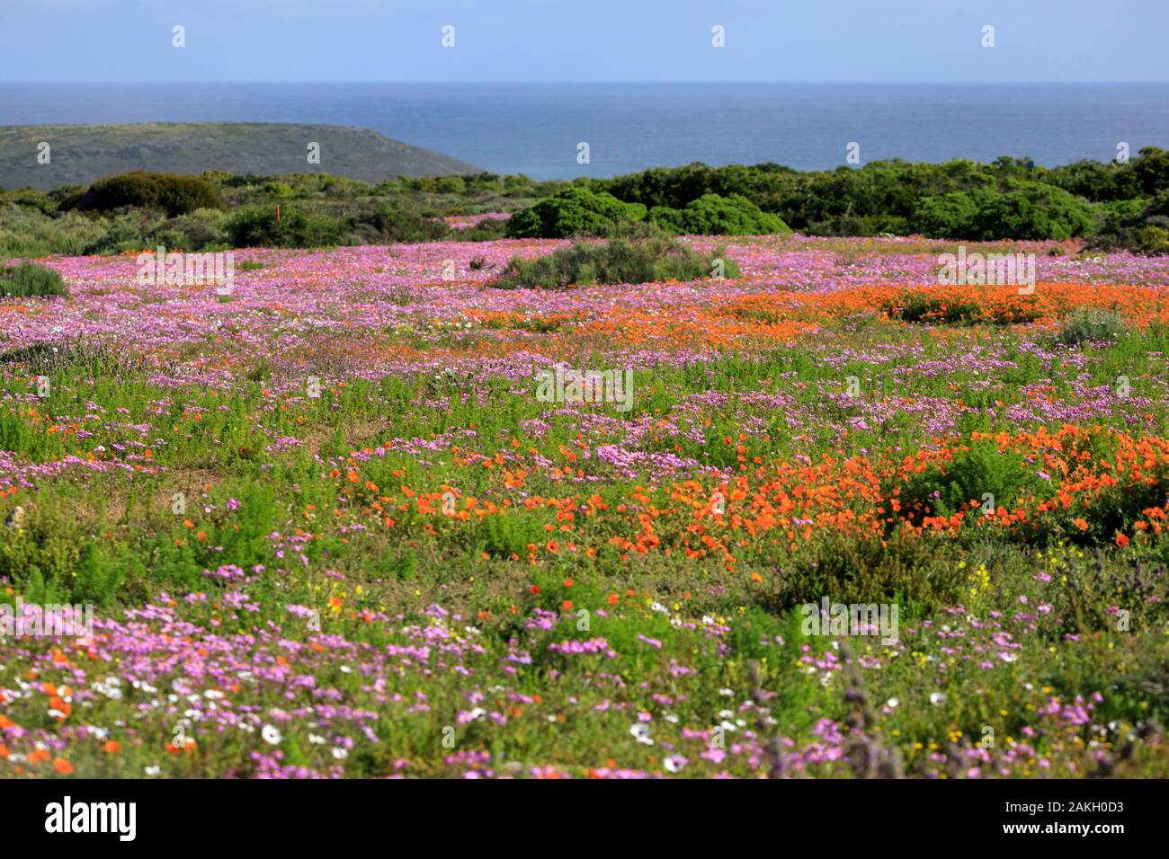 Westcoast np hi-res stock photography and images - Alamy