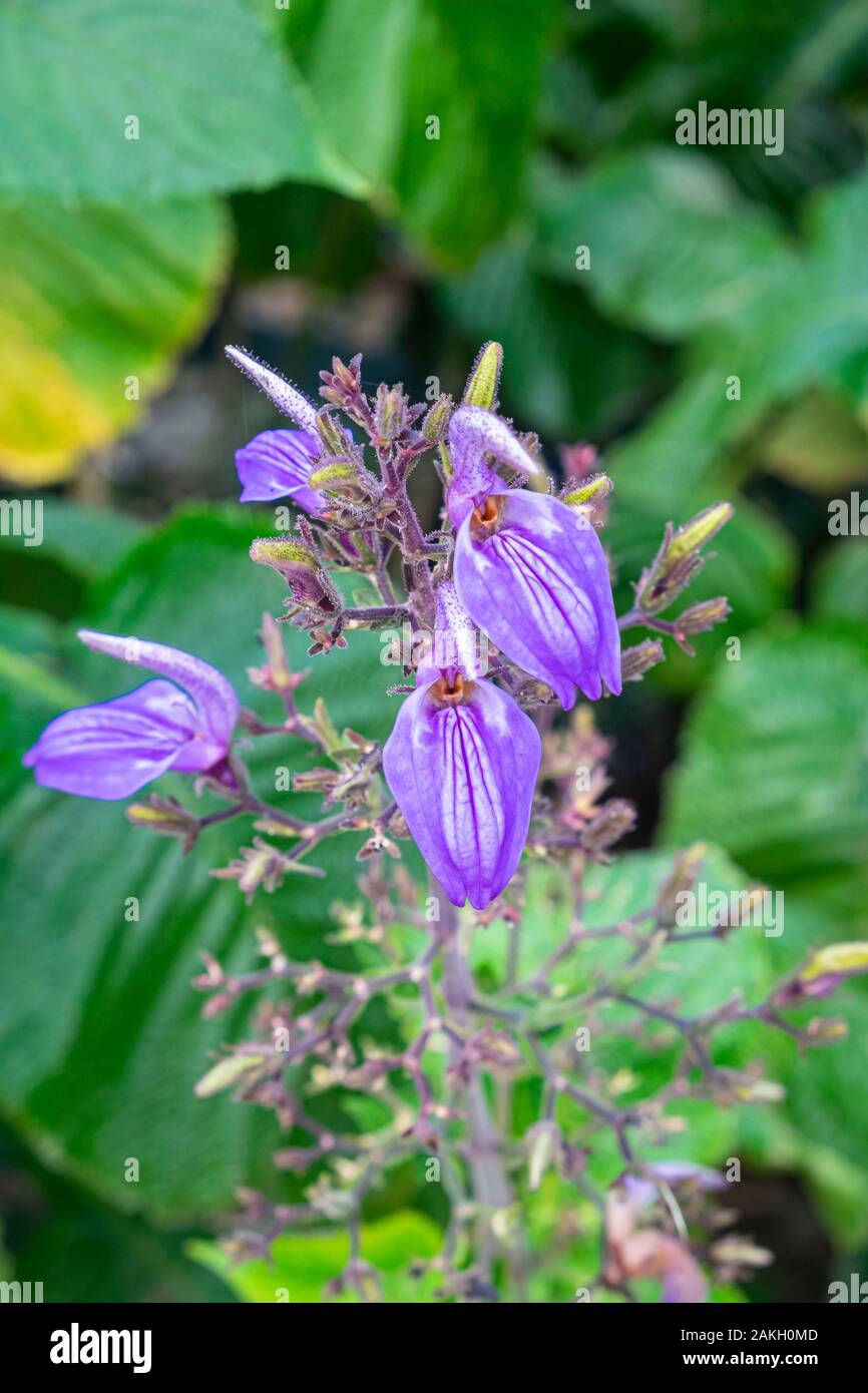Mauritius, Rodrigues island, local flora Stock Photo - Alamy