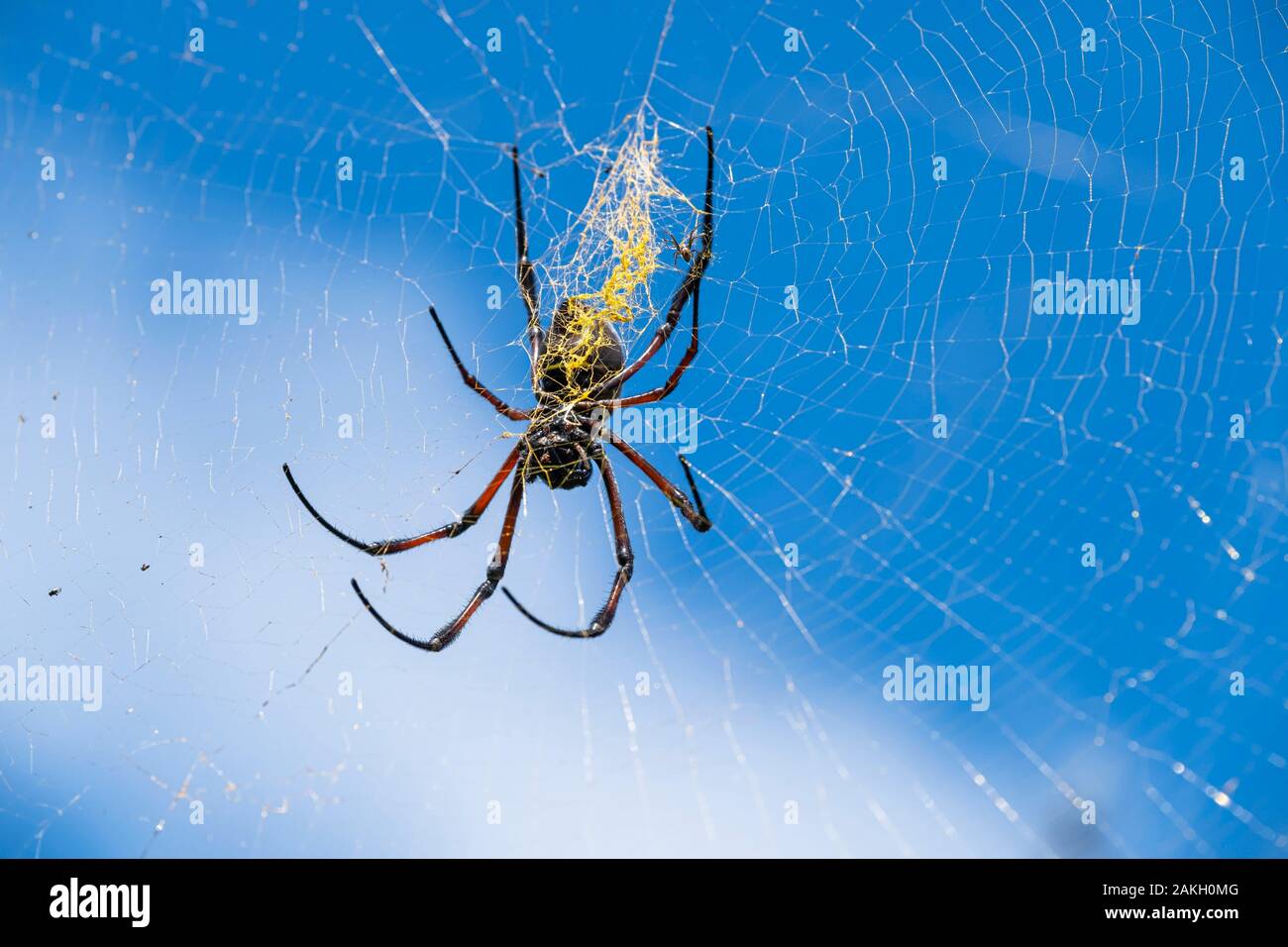 Mauritius, Rodrigues island, Trichonephila inaurata Stock Photo - Alamy