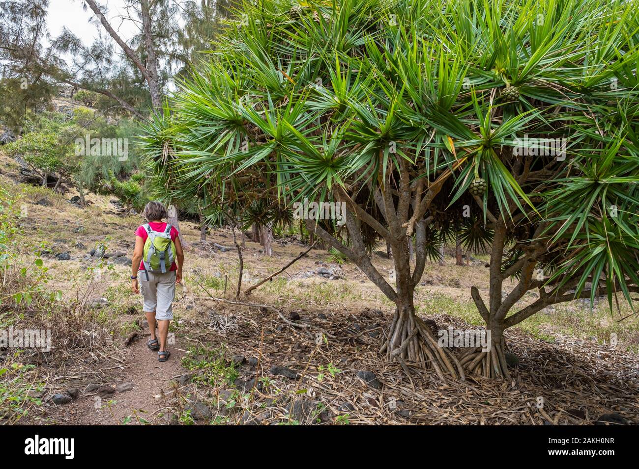 Pandanus forest hi-res stock photography and images - Alamy