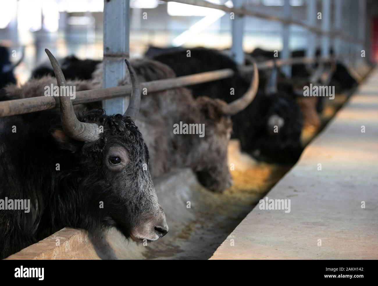 Aba tibet hi-res stock photography and images - Alamy