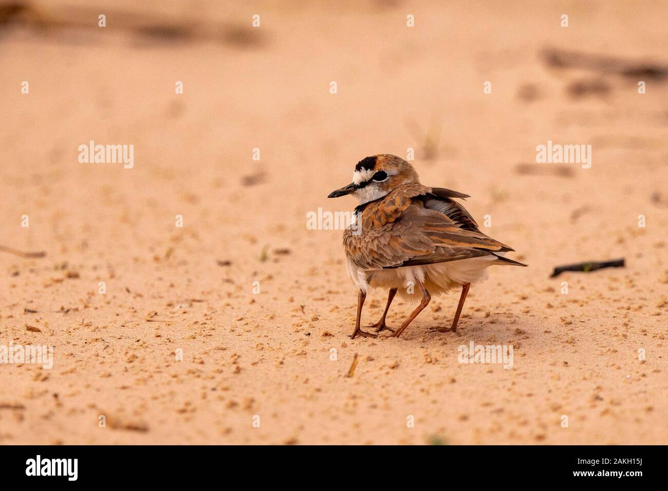 Brazil, Mato Grosso, Pantanal area, Collared plover (Charadrius ...