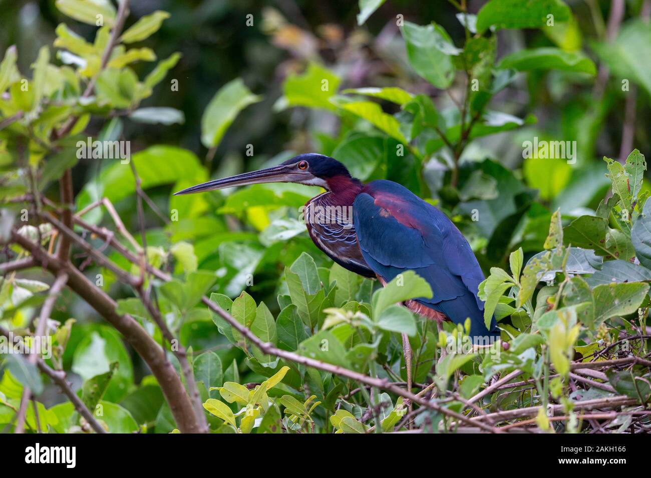 Brazil, Mato Grosso, Pantanal area , Agami Heron (Agamia agami Stock ...