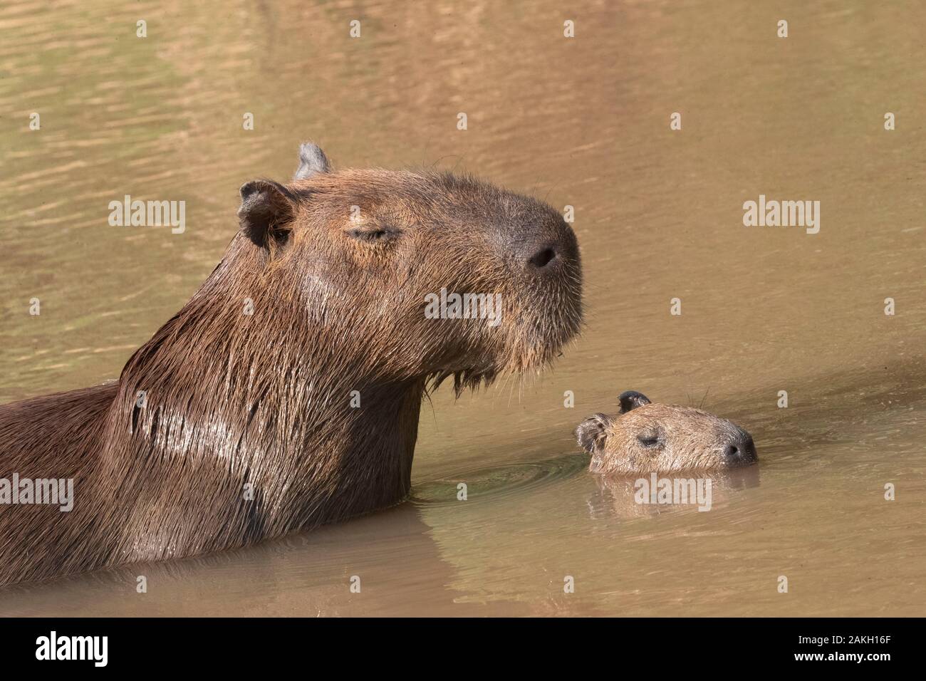 South America,Brazil,Mato Grosso,Pantanal area,the capybara ...
