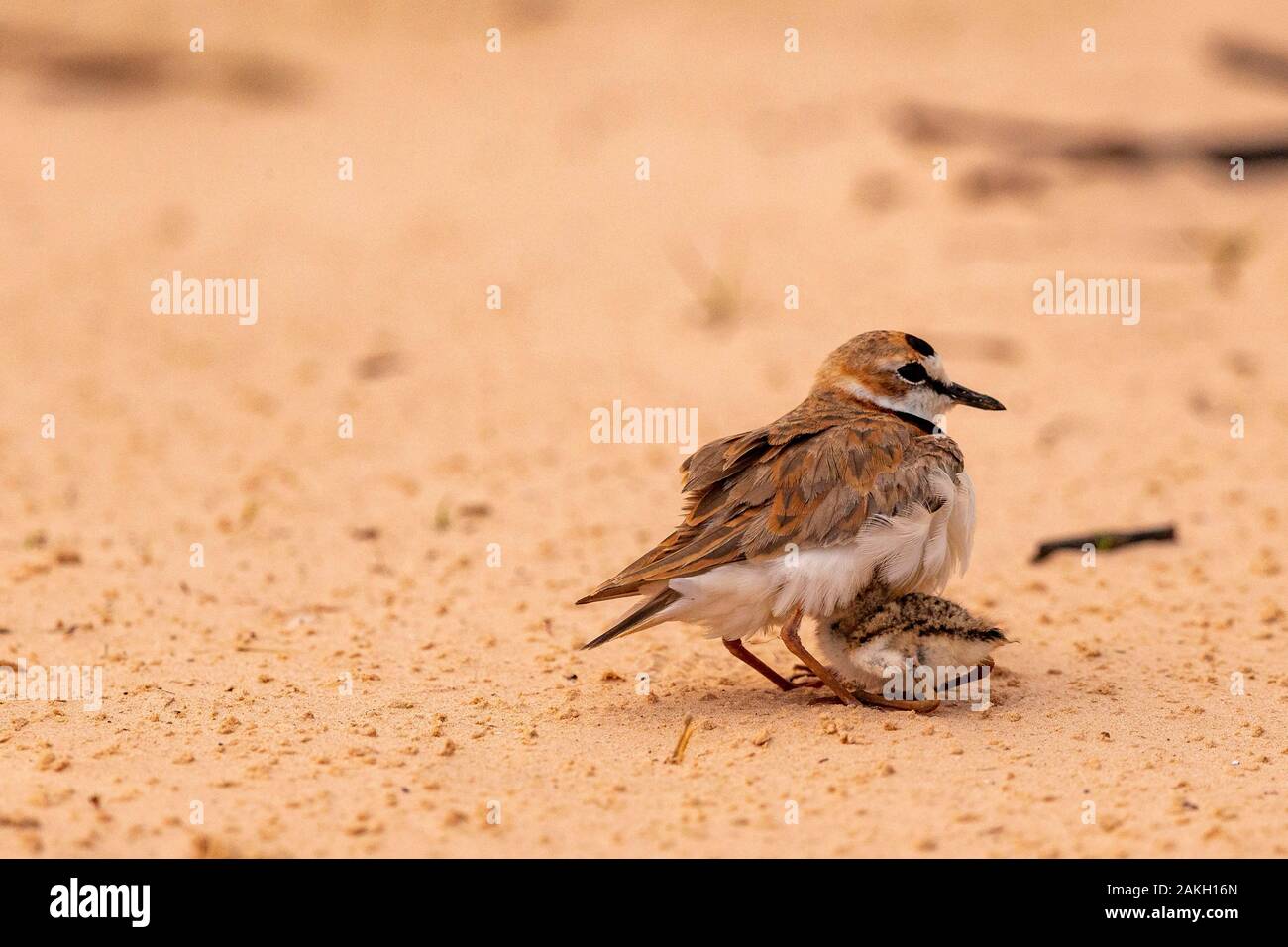 Protecting babies hi-res stock photography and images - Alamy