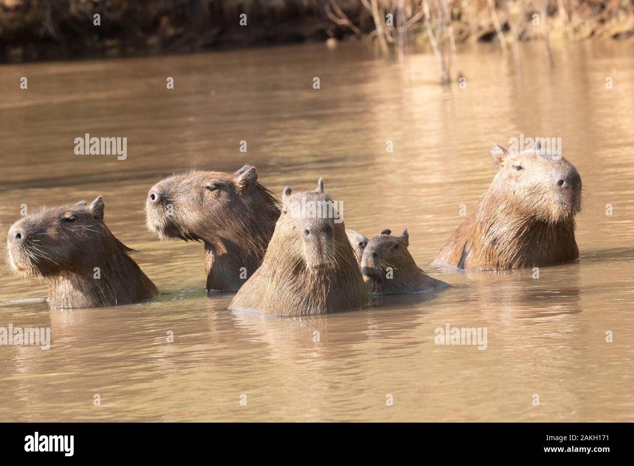 South America,Brazil,Mato Grosso,Pantanal area,the capybara ...