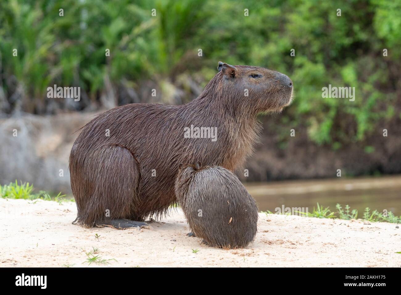 Brazil, Mato Grosso, Pantanal area, the capybara (Hydrochaeris ...