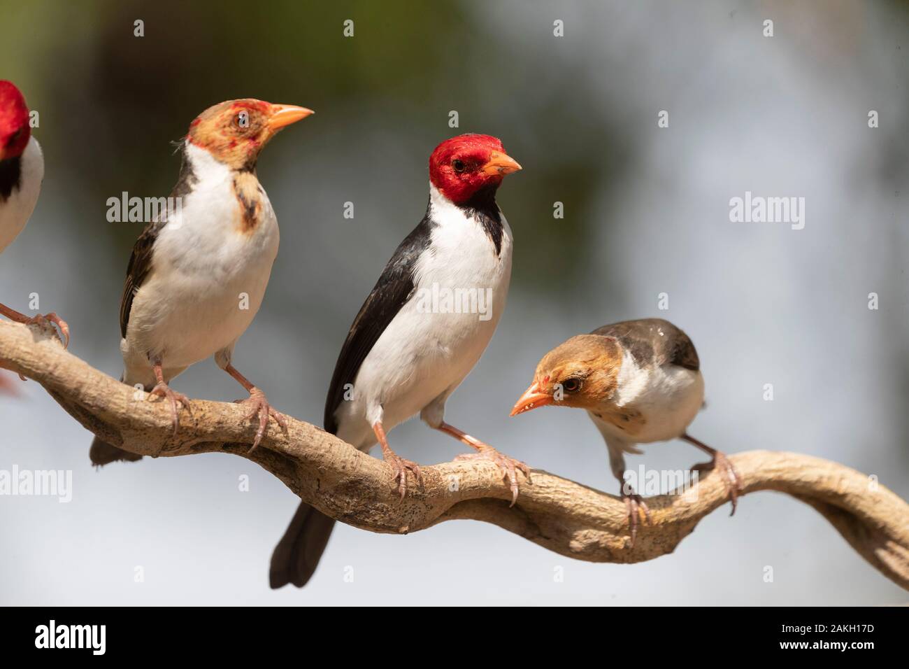 Brazil, Mato Grosso, Pantanal area,Yellow-billed Cardinal (Paroaria ...