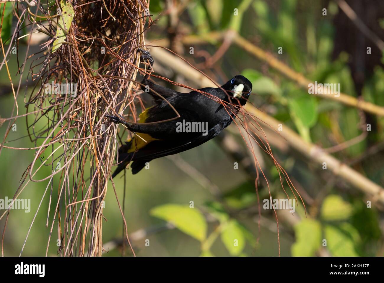 Brazil, Mato Grosso, Pantanal area, Yellow-rumped Cacique (Cacicus cela ...