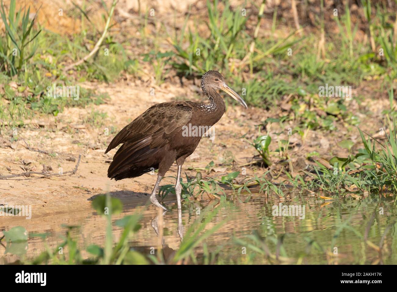 Adult limpkin hi-res stock photography and images - Alamy