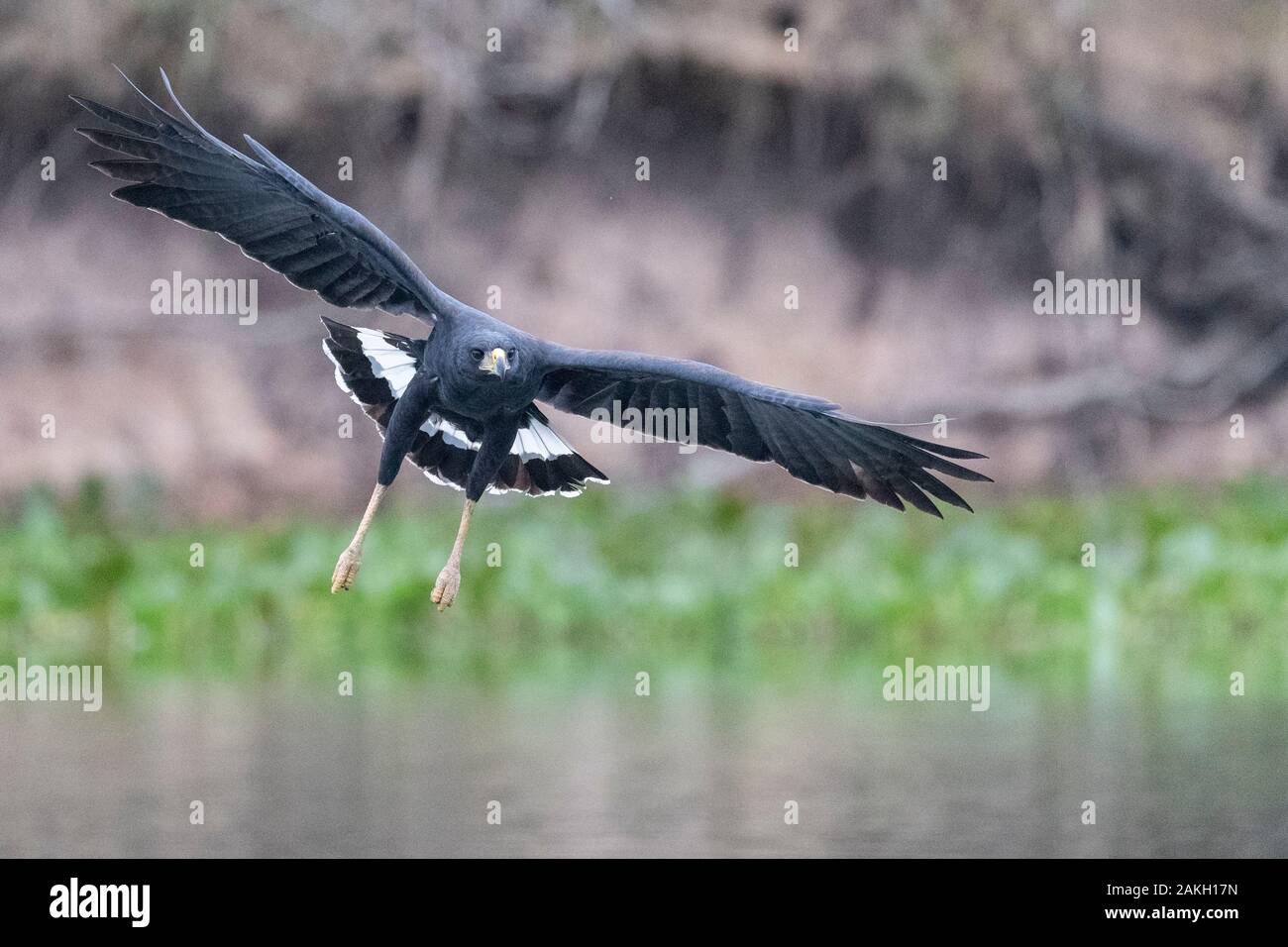 South America,Brazil,Mato Grosso,Pantanal area,Great black hawk ...