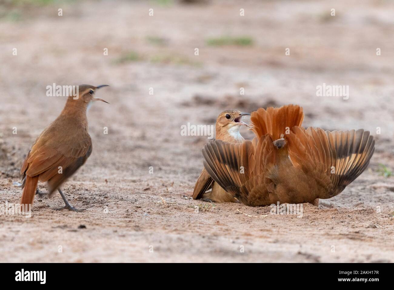 Brazil, Mato Grosso, Pantanal area, Rufous Hornero (Furnarius rufus), 2 ...