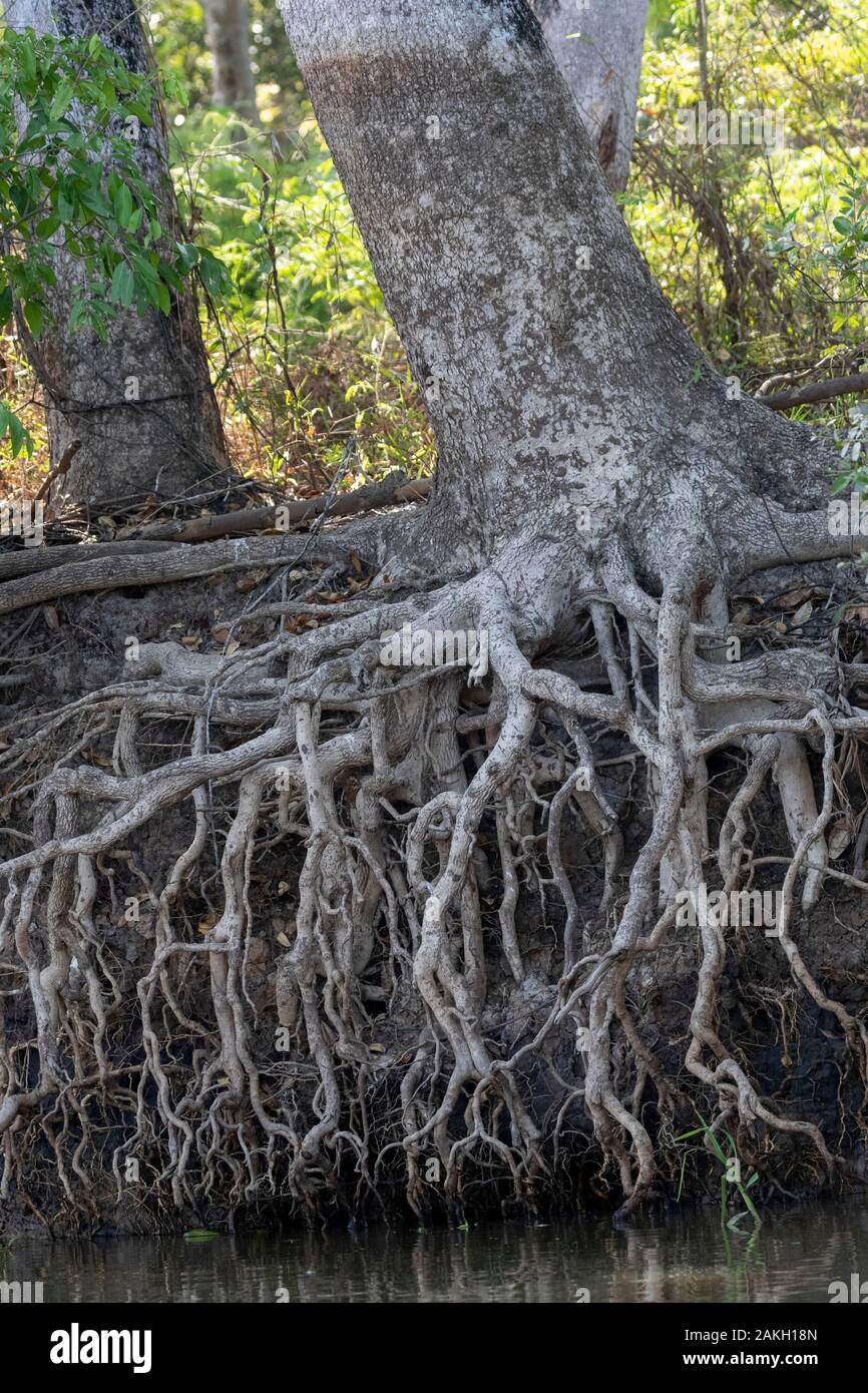Brazil, Mato Grosso, Pantanal area, river Cuiaba, roots of a tree Stock ...