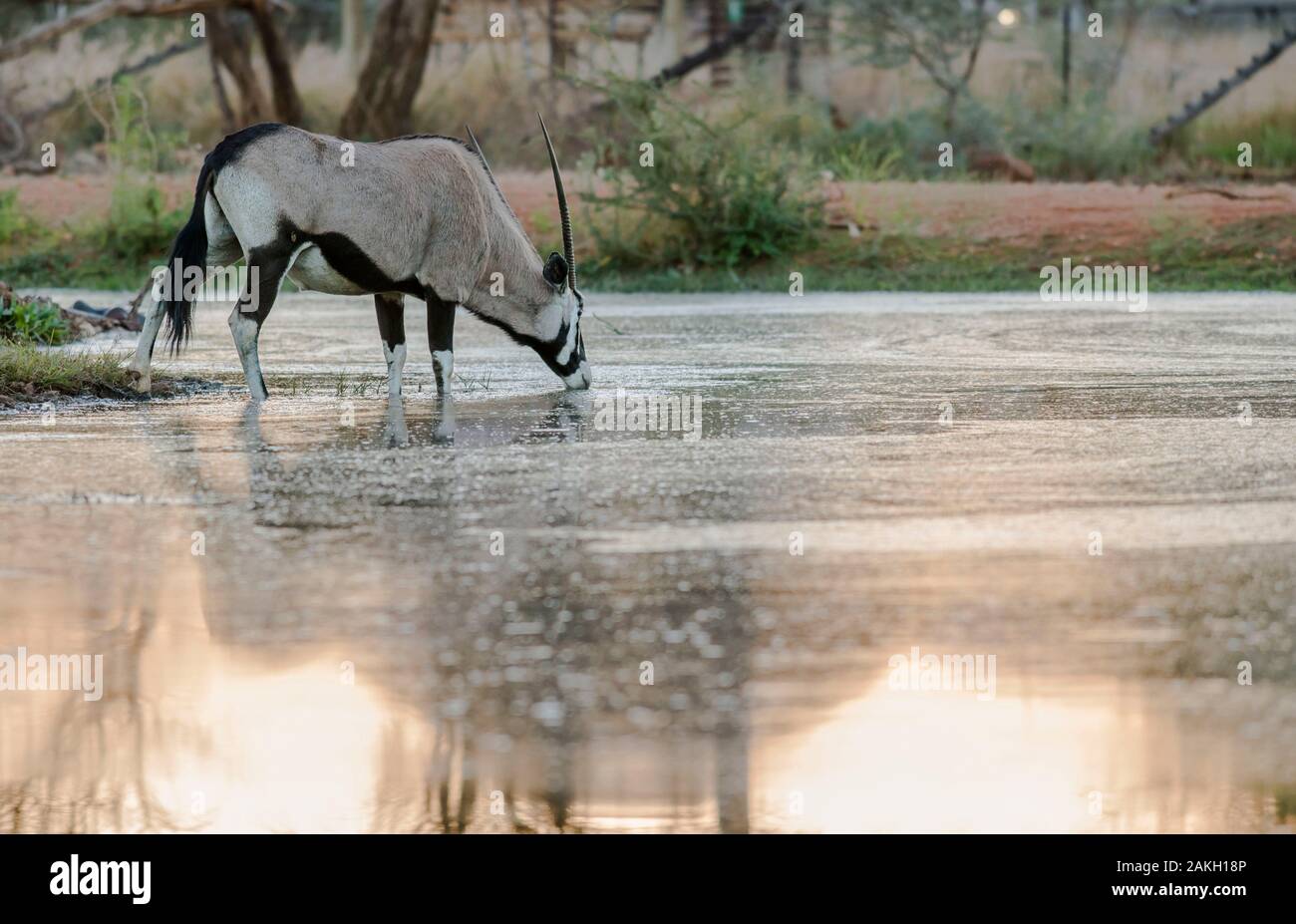 Namibia, Erongo province, Erindi Private Game Reserve, Gemsbok Stock ...