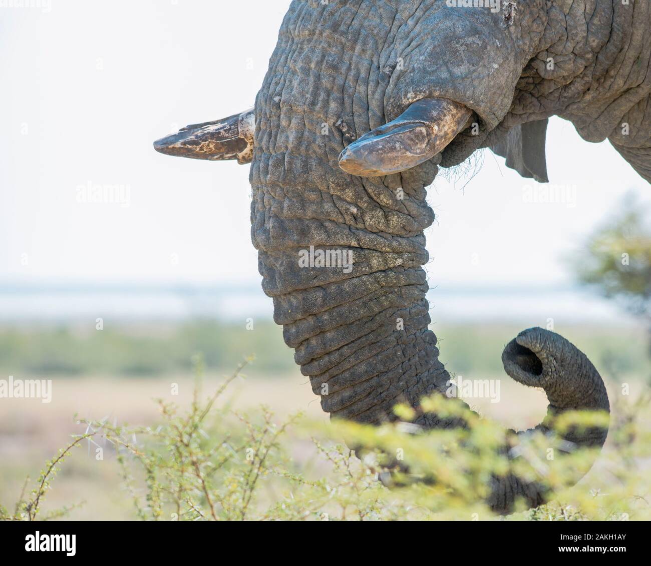 Oshana namibia hi-res stock photography and images - Alamy