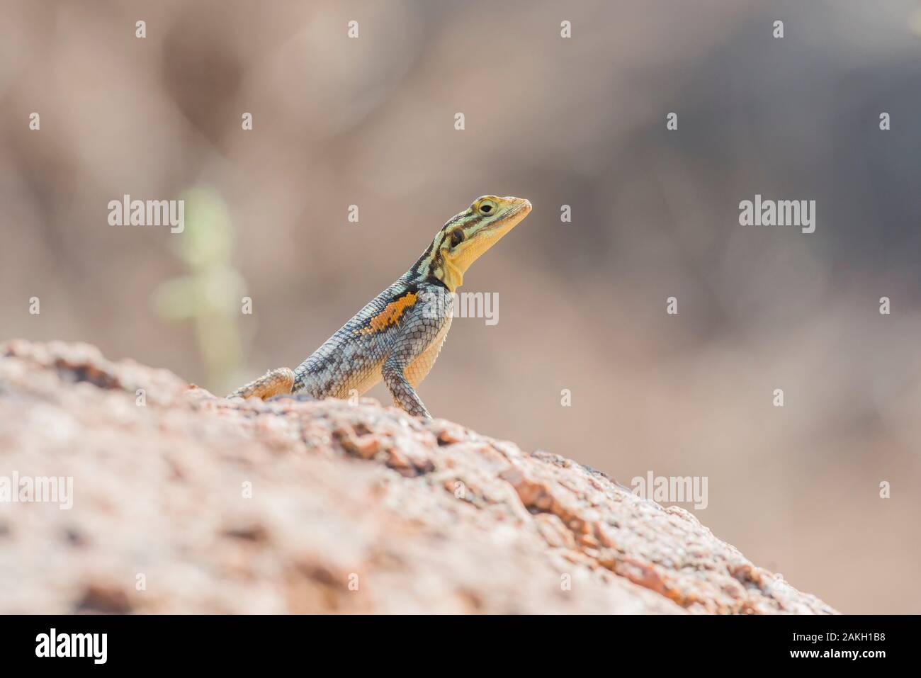 Common rock types hi-res stock photography and images - Alamy