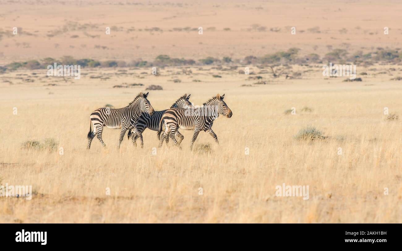 Namibia, Hardap province, Naukluft Mountain Zebra Park, Plain Zebras ...