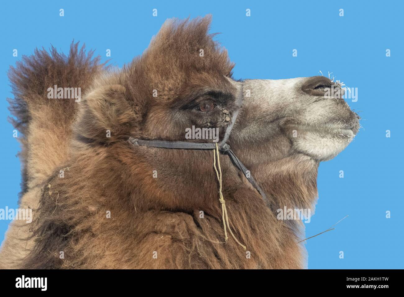 National animal of china hi-res stock photography and images - Alamy