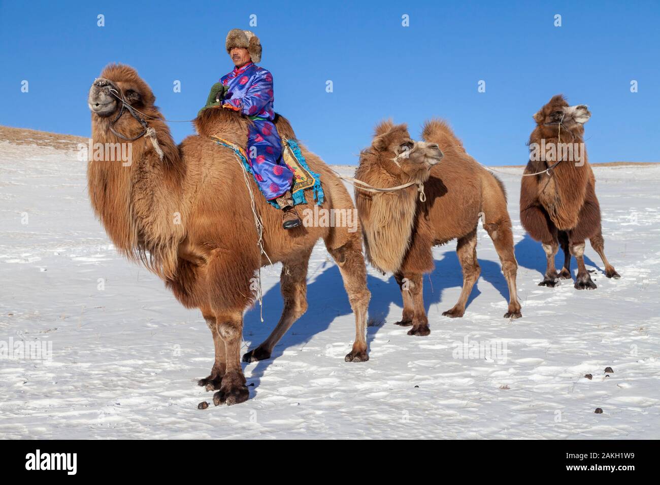 China Camel Caravans The Wheel: POTD: Camel Caravan