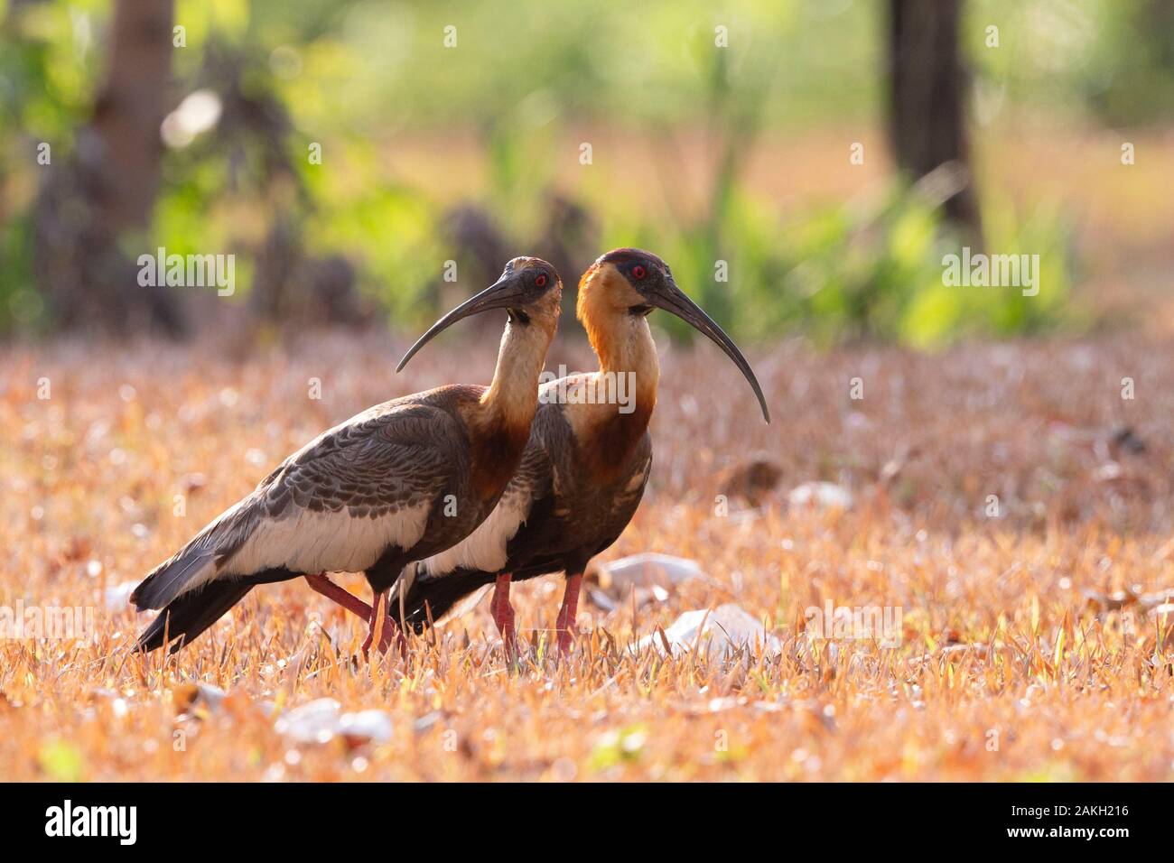 South America,Brazil,Mato Grosso,Pantanal area,Buff-necked Ibis ...