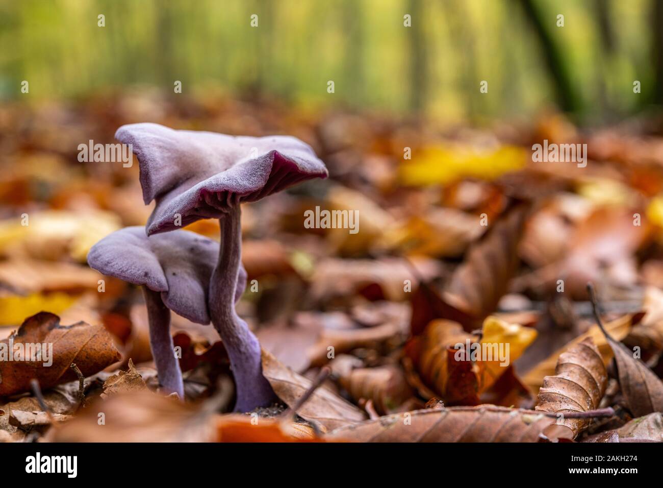 France, Somme, Crecy en Ponthieu, Crecy Forest, forest mushrooms ...