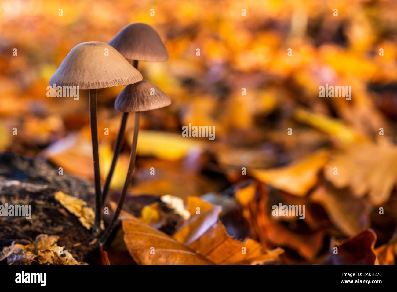 France, Somme, Crecy en Ponthieu, Crecy Forest, forest mushrooms ...