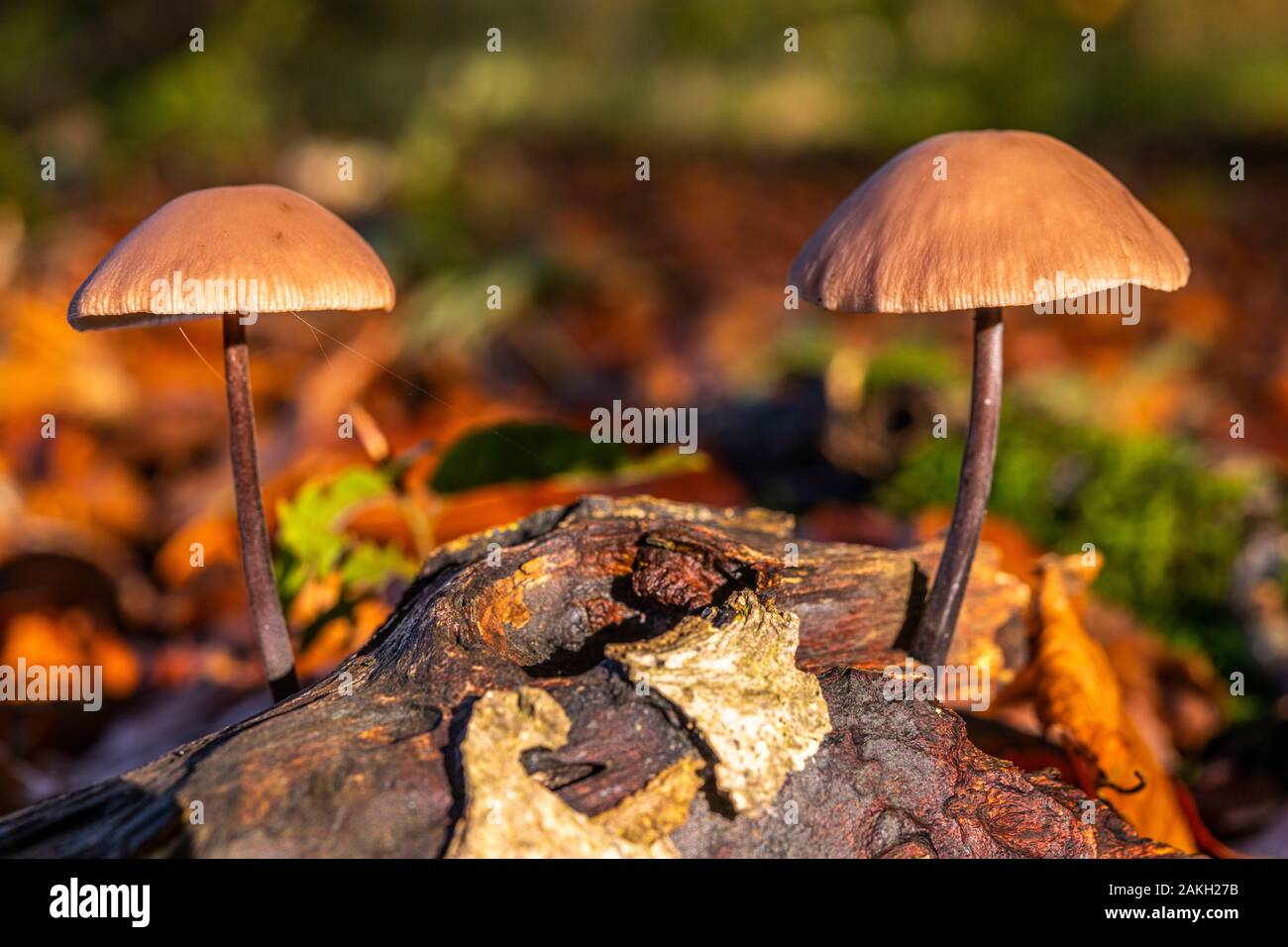 France, Somme, Crecy en Ponthieu, Crecy Forest, forest mushrooms ...