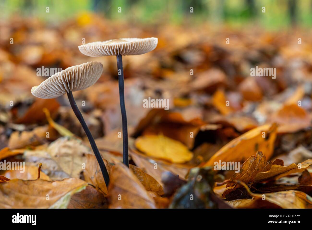 France, Somme, Crecy en Ponthieu, Crecy Forest, forest mushrooms ...