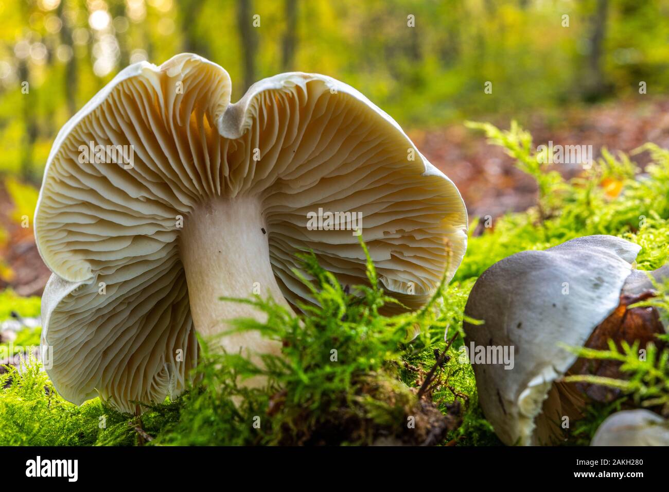 France, Somme, Crecy en Ponthieu, Crecy Forest, forest mushrooms ...