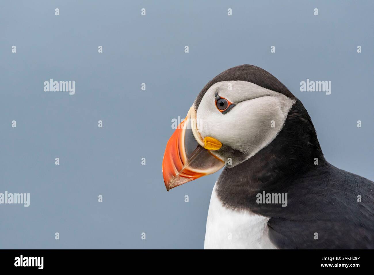 Blue beak hi-res stock photography and images - Alamy