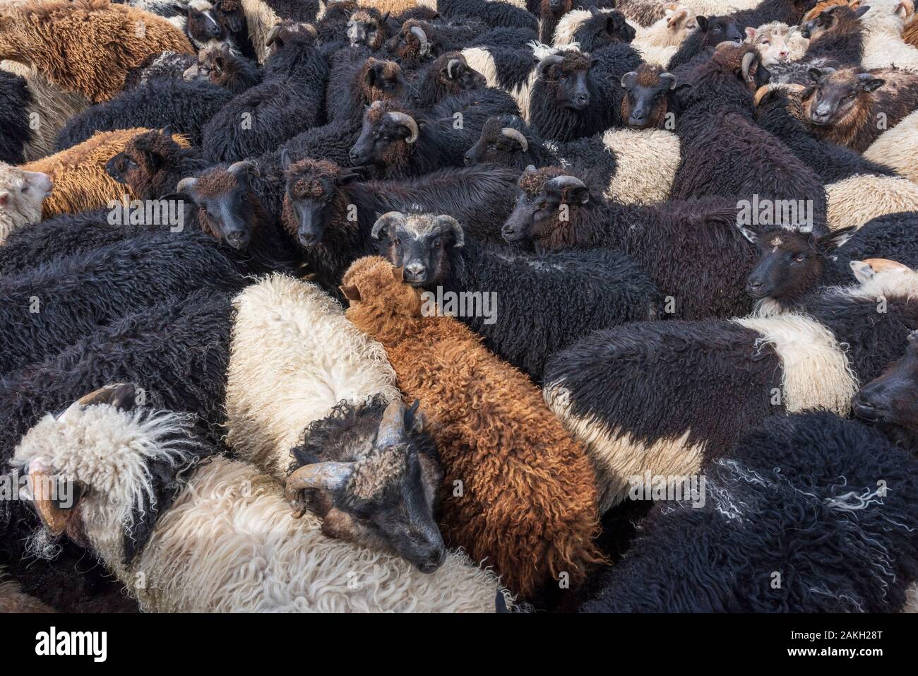 Denmark, Faroe Islands, Vagar Island, Sheep Stock Photo - Alamy