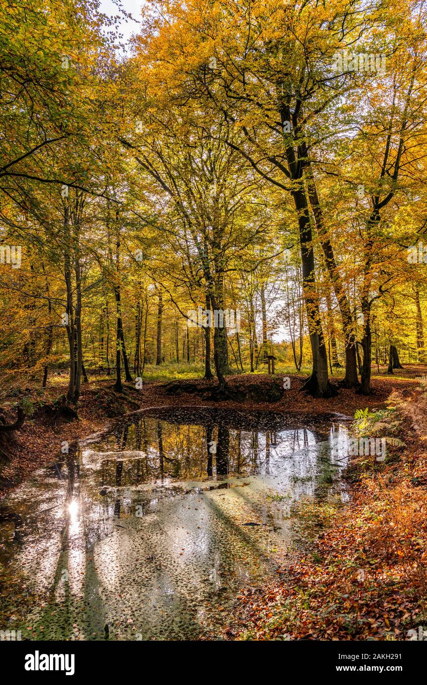 Sun in the forest hi-res stock photography and images - Alamy