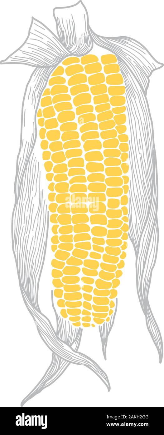 Corn drawing hi-res stock photography and images - Alamy