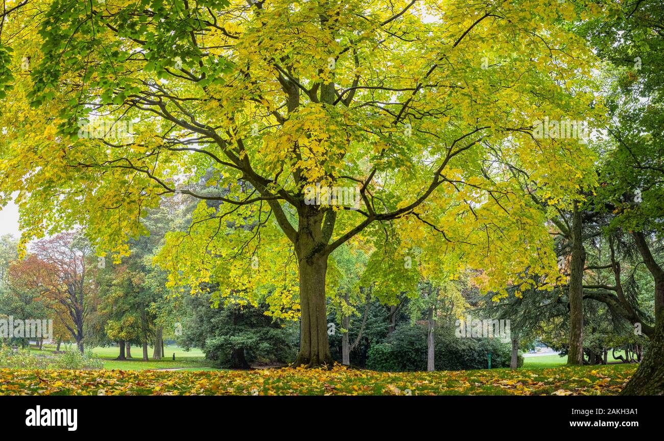 France, Paris, Parc-de-Montsouris district, Montsouris Park in the fall ...