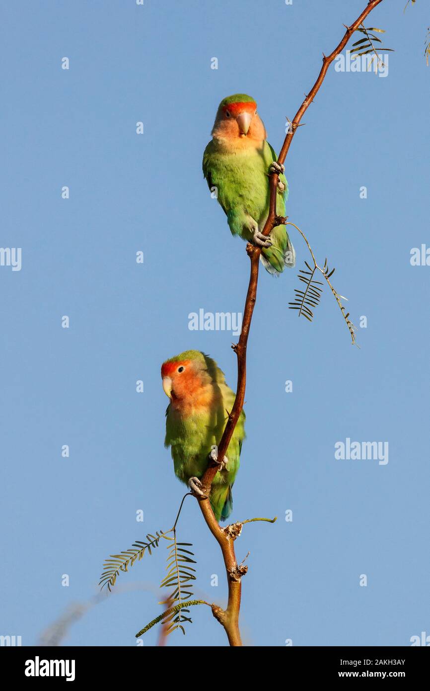 Namibia, Kunene province, Kamanjab, Rosy faced Lovebirds (Agapornis ...