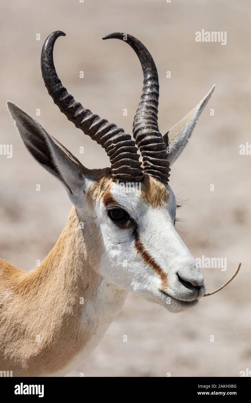 Springbok head hi-res stock photography and images - Alamy