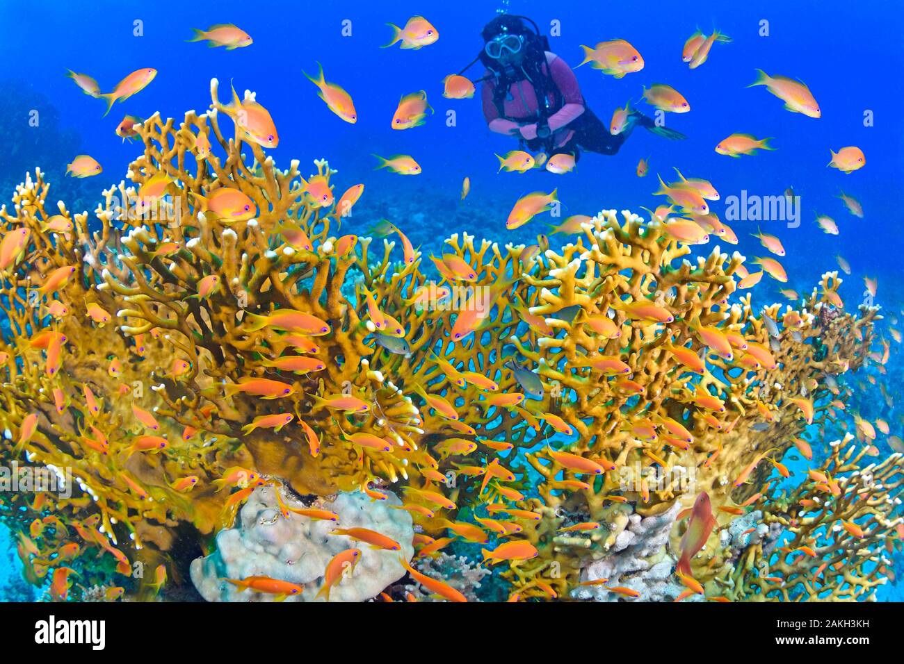 Egypt, Red Sea, a coral reef with fire-coral (Millepora sp.) and a ...