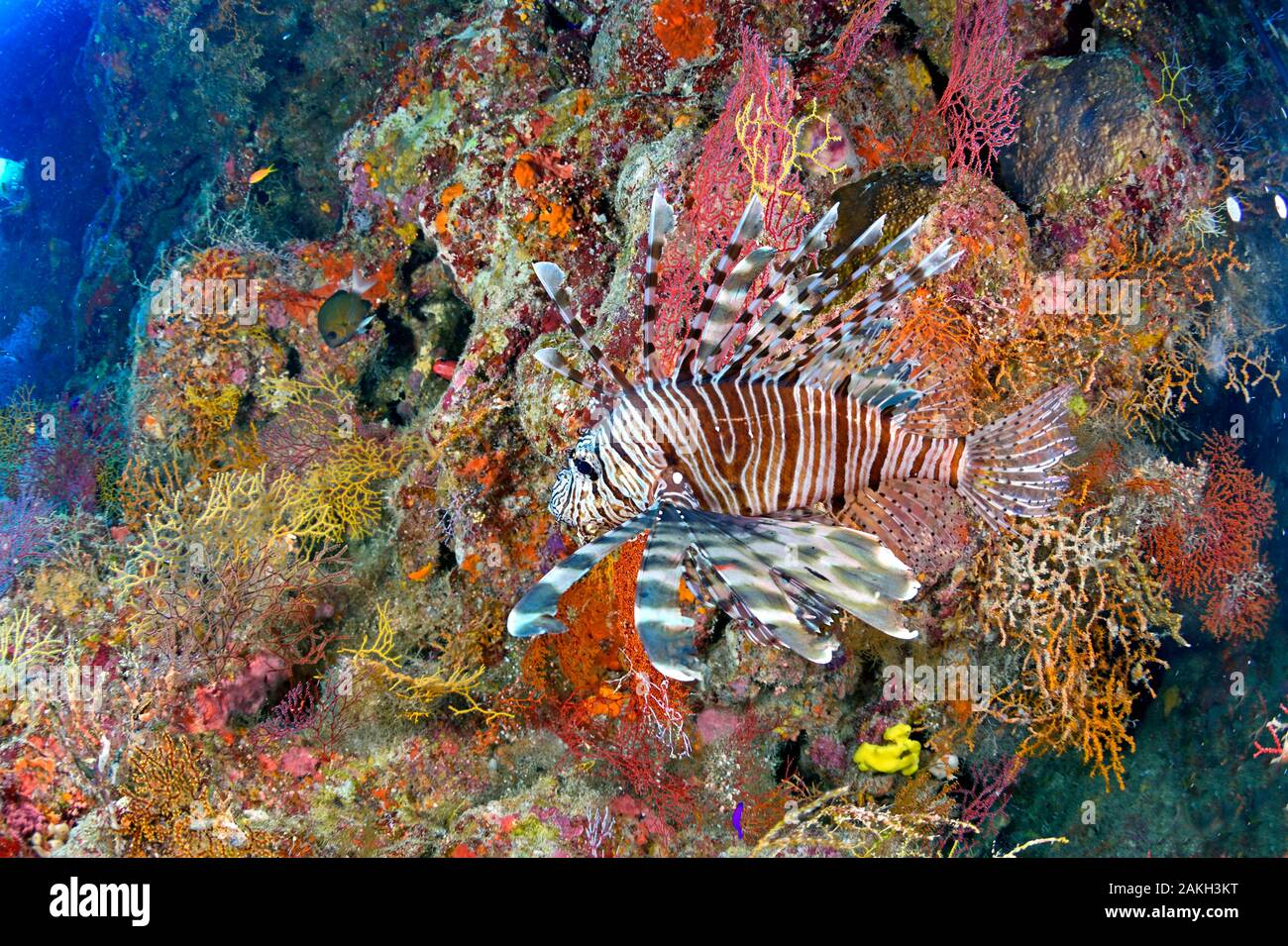 Egypt, Red Sea, a coral reef with a lion-fish (Pterois volitans or ...