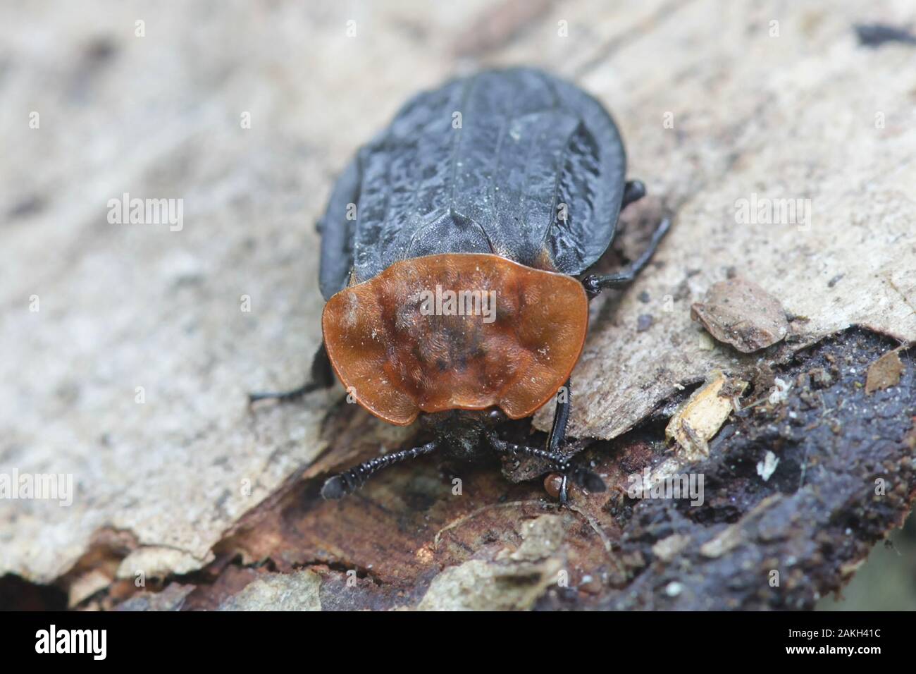 Oiceoptoma thoracica, known as the Red-breasted Carrion Beetle Stock ...