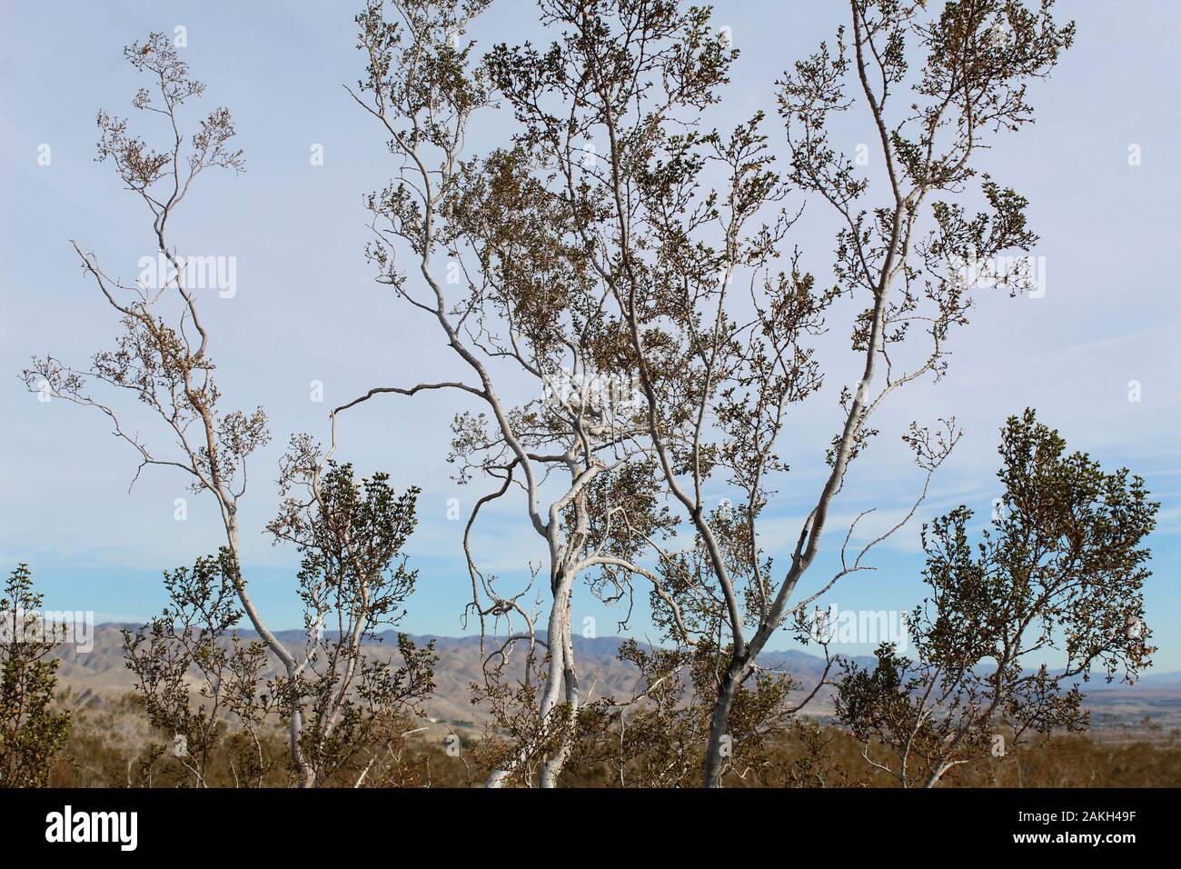 Creosote Bush, Larrea Tridentata, native to Mission Creek Preserve ...