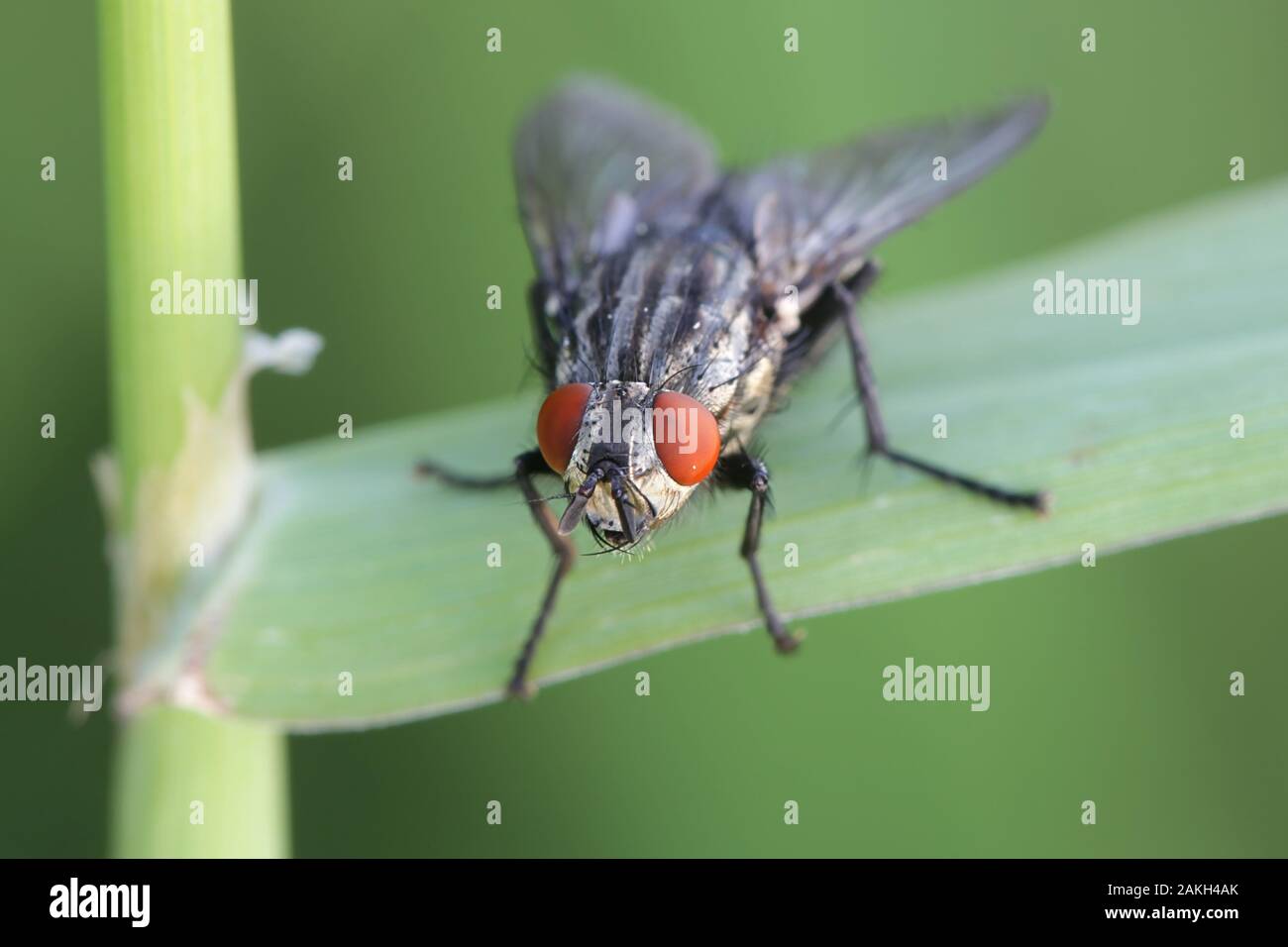 Yellow Fly With Red Eyes