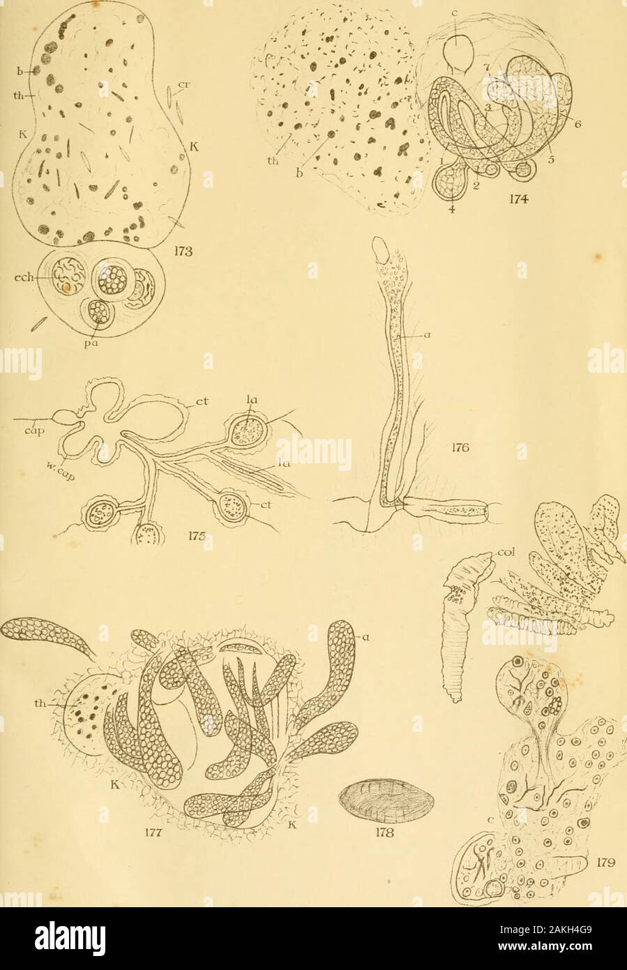 Scientific investigations . H. c. w PLATE VIII. All of Dokus arfus. Fig ...