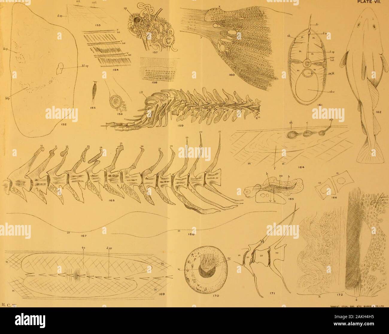 Scientific investigations . in Fig. 157.Cod. Normal kidney. Tissue ...