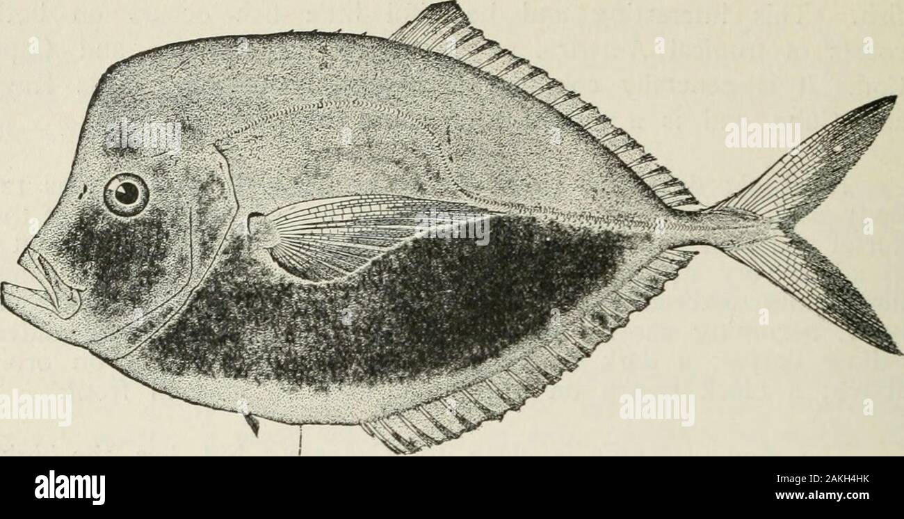 American food and game fishes : a popular account of all the species ...