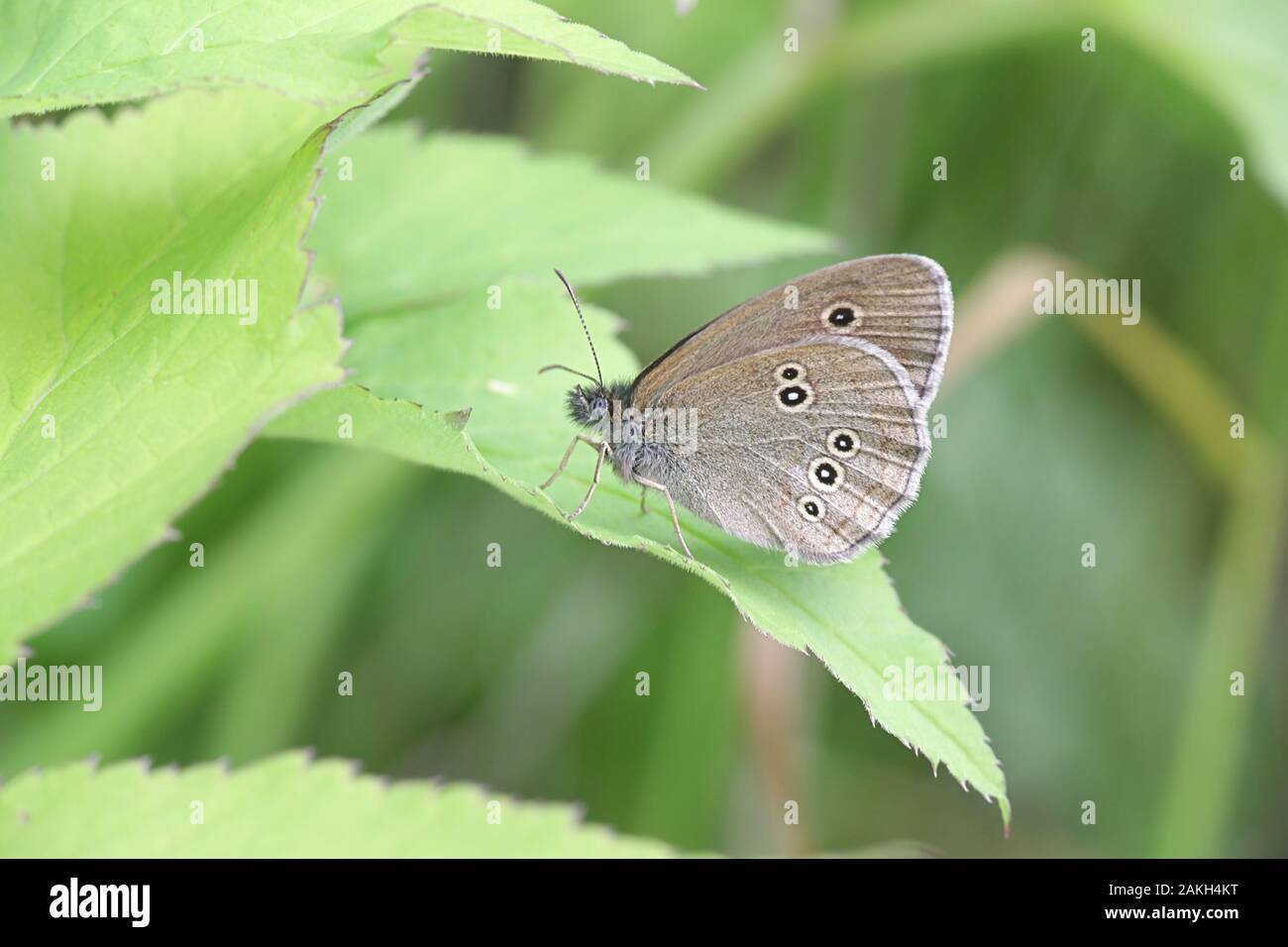 Aphantopus hyperantus, known as the ringlet, a butterfly from Finland ...