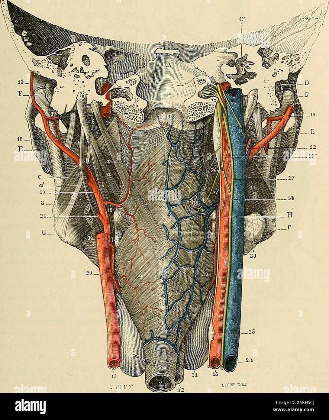 Pharynx anatomie hi-res stock photography and images - Alamy