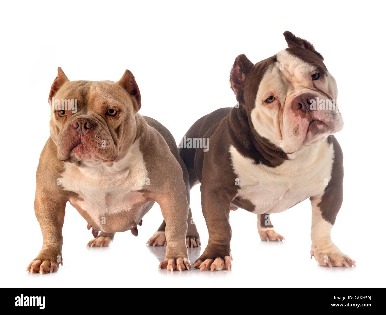 American bullies dog hi-res stock photography and images - Alamy