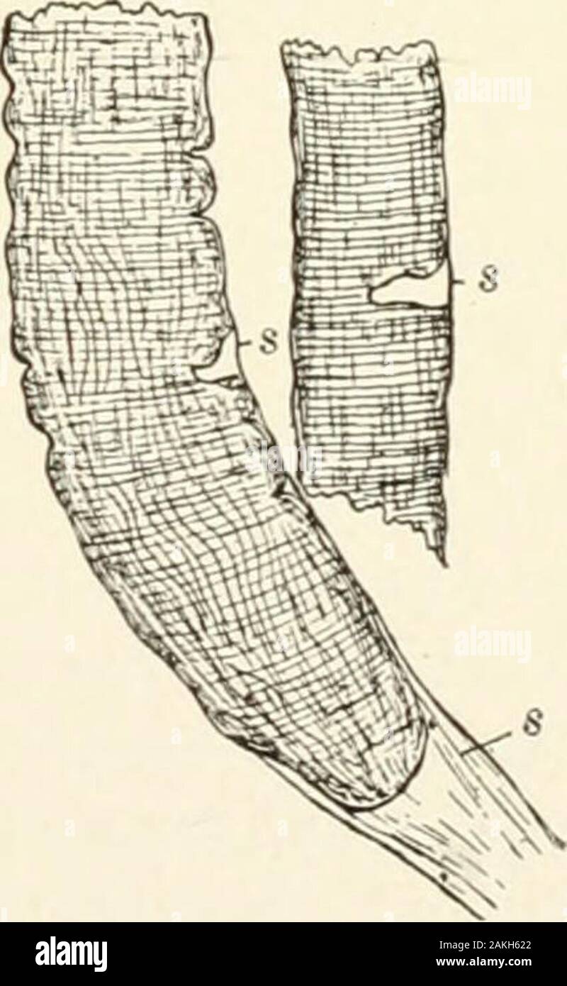 Sarcolemma hi-res stock photography and images - Alamy