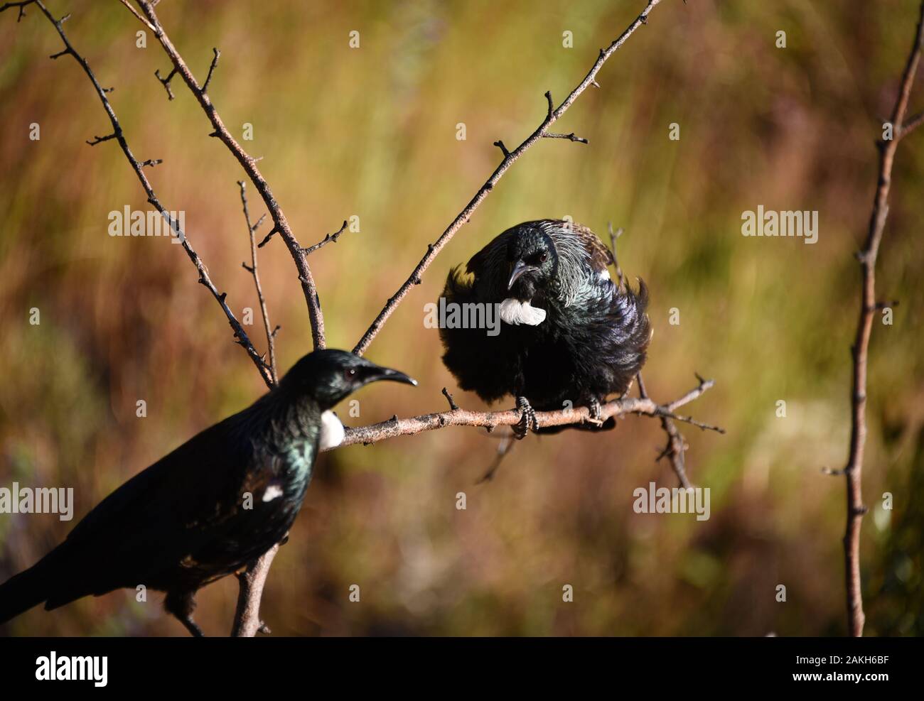 Tui birds two new zealand hi-res stock photography and images - Alamy